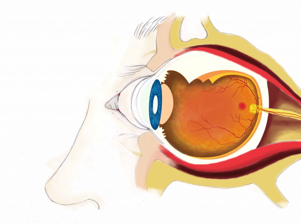 Aufbau des Auges – Augenarztpraxis Dr. Brodehl
