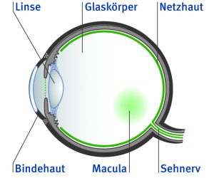 Aufbau des Auges – Augenarztpraxis Dr. Brodehl